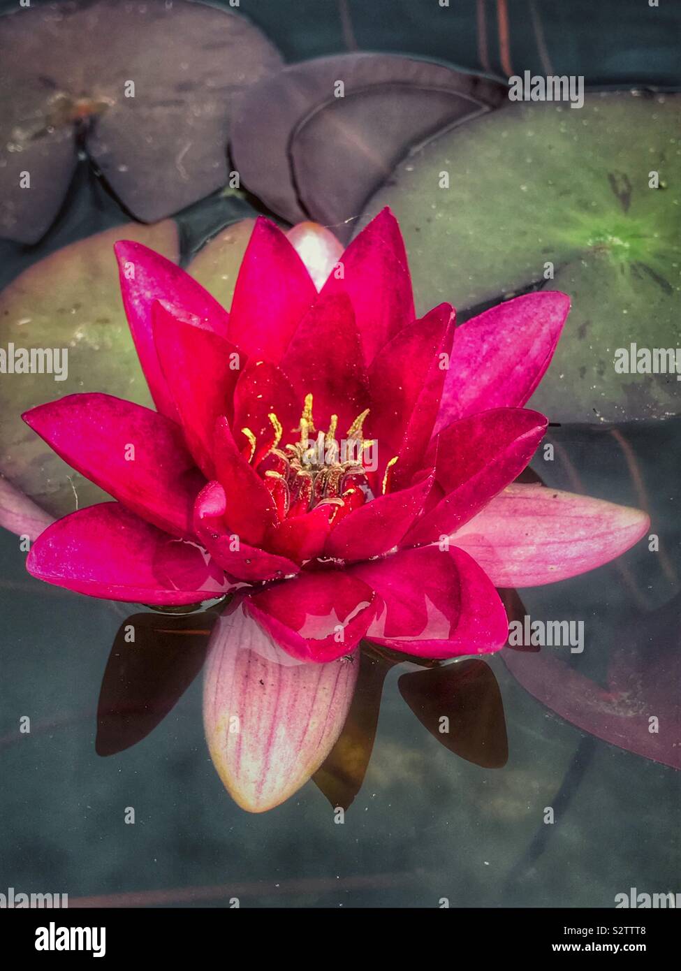 Shocking pink Water Lily Stock Photo - Alamy