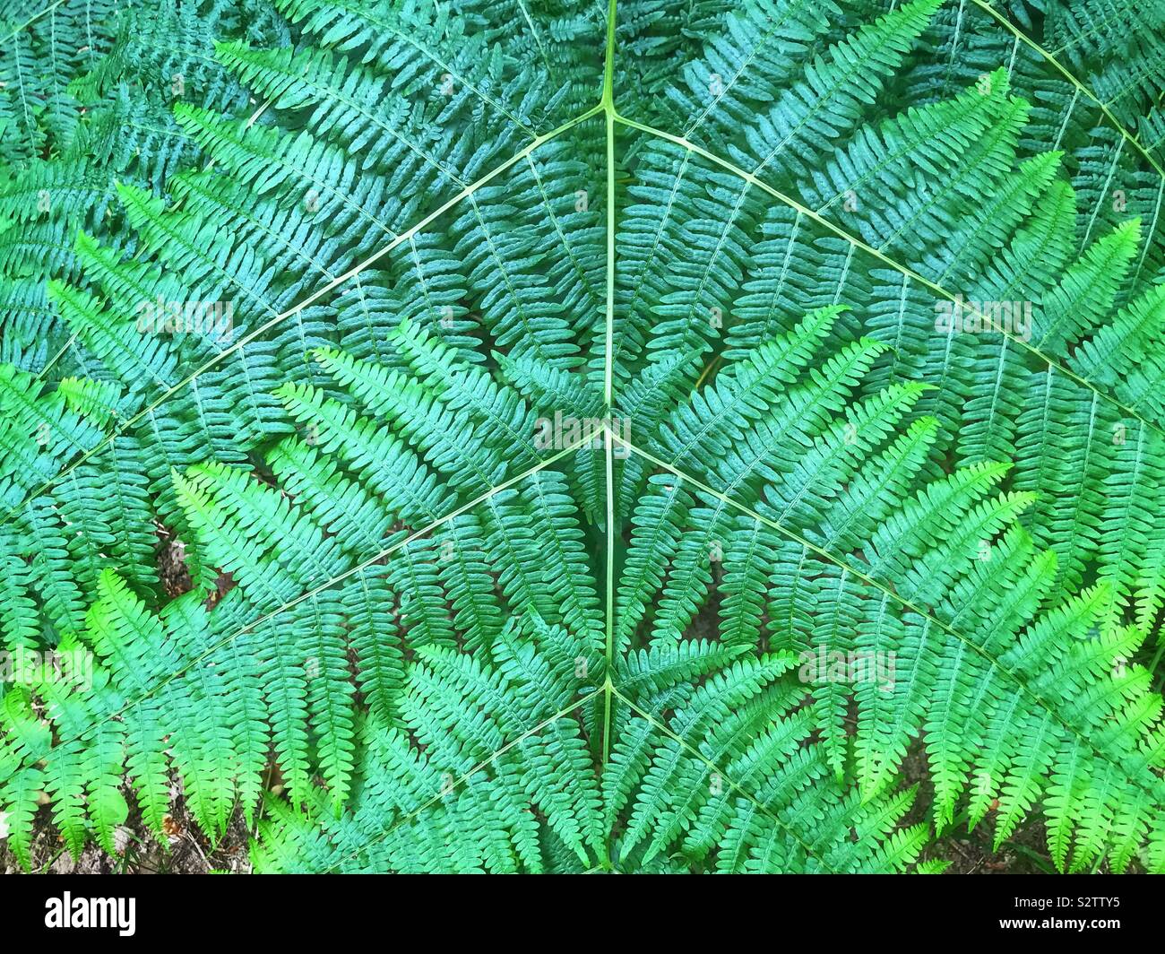 Ferns Backgrounds High Resolution Stock Photography and Images - Alamy