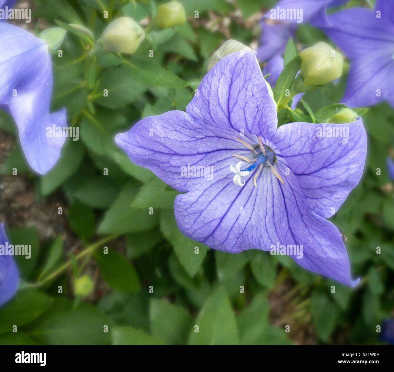 Pretty purple flower hi-res stock photography and images - Alamy