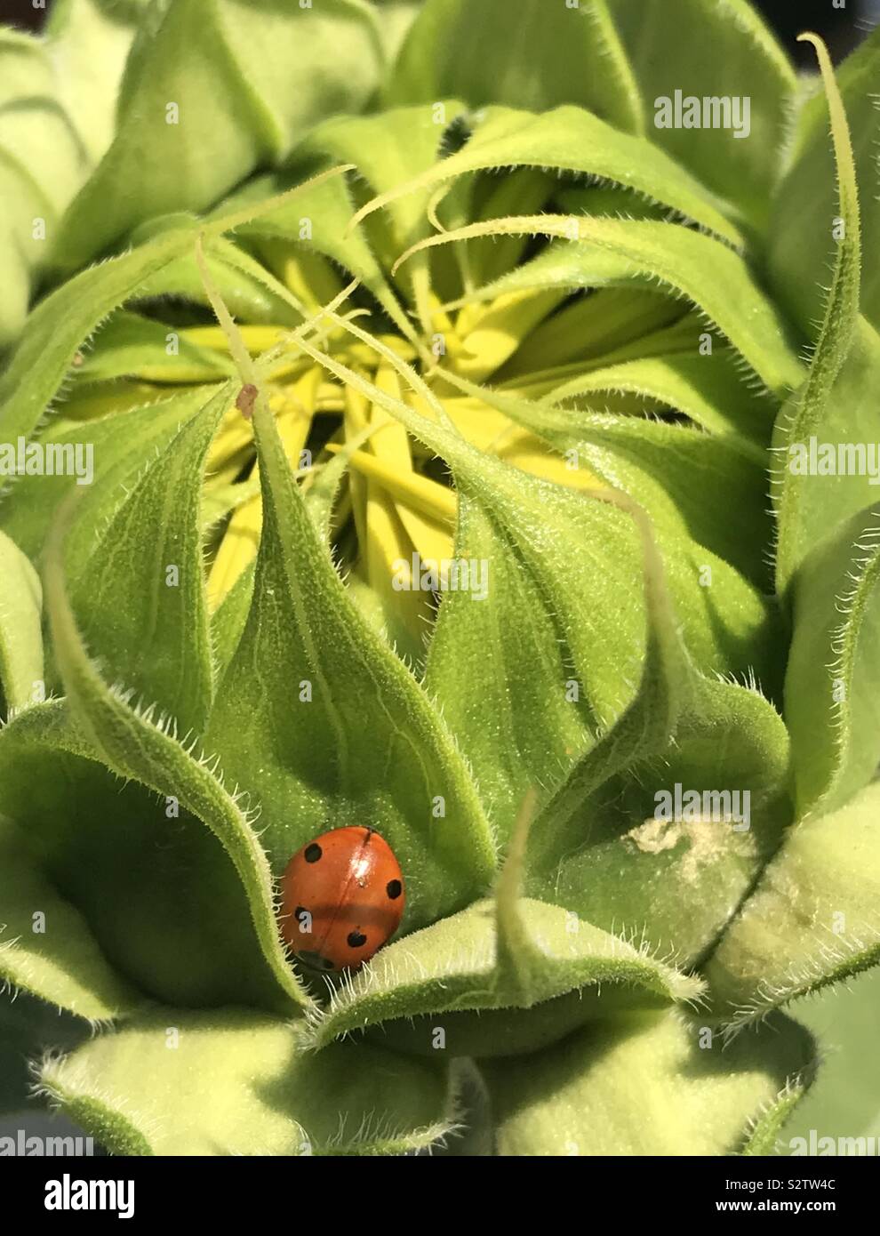 Ladybug On A Sunflower High Resolution Stock Photography and Images - Alamy