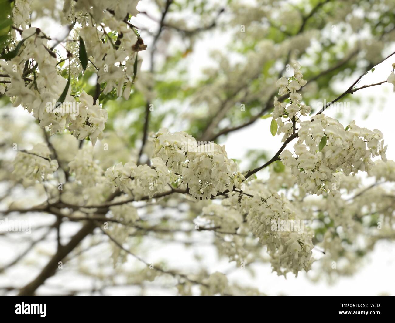 Sua flower in March Stock Photo - Alamy