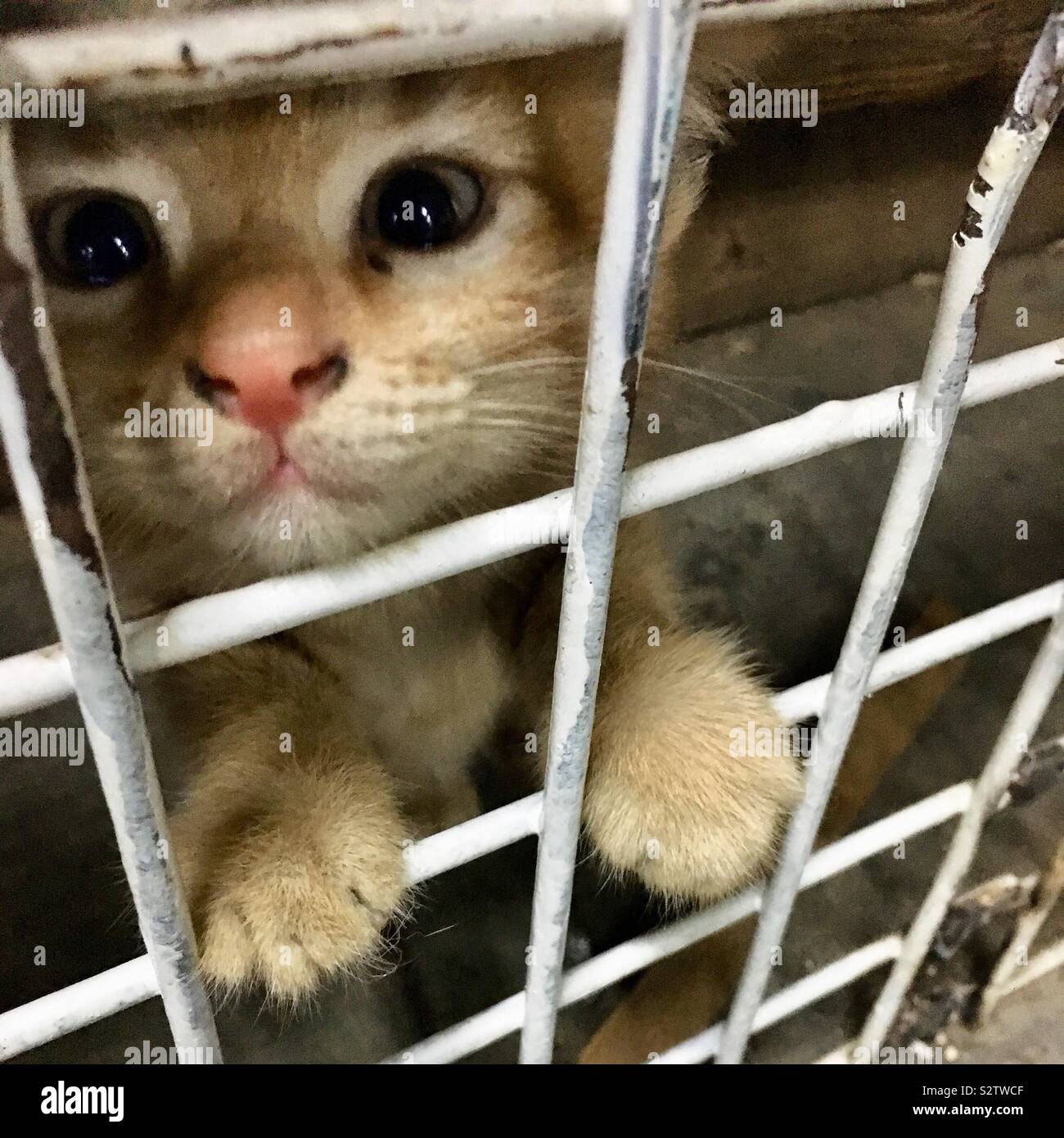 Cat behind the bars Stock Photo - Alamy