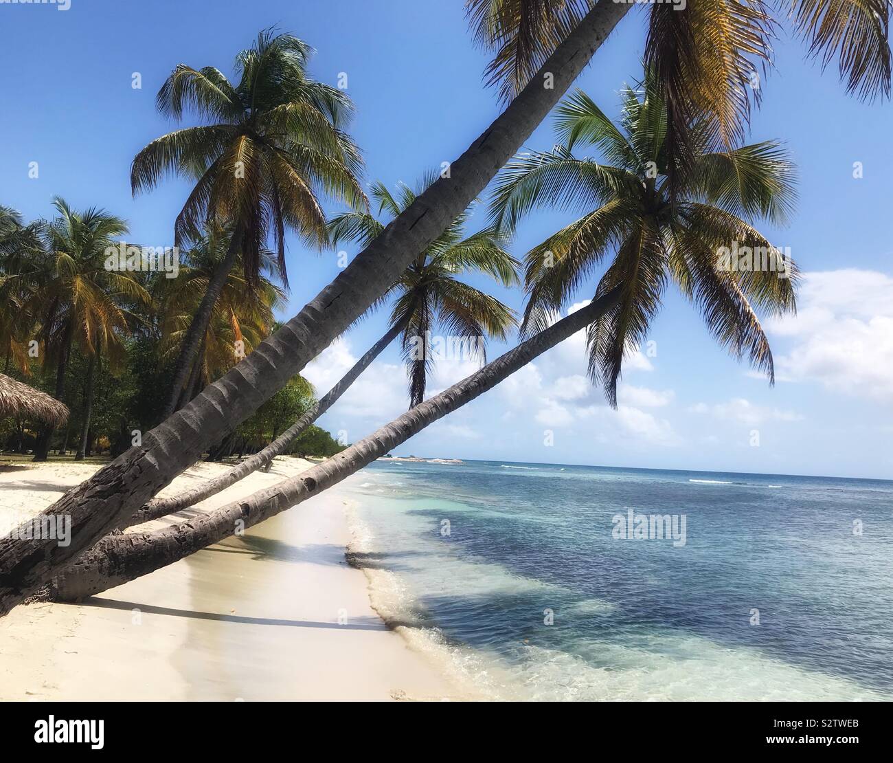 Beach with leaning palm trees hi-res stock photography and images - Alamy