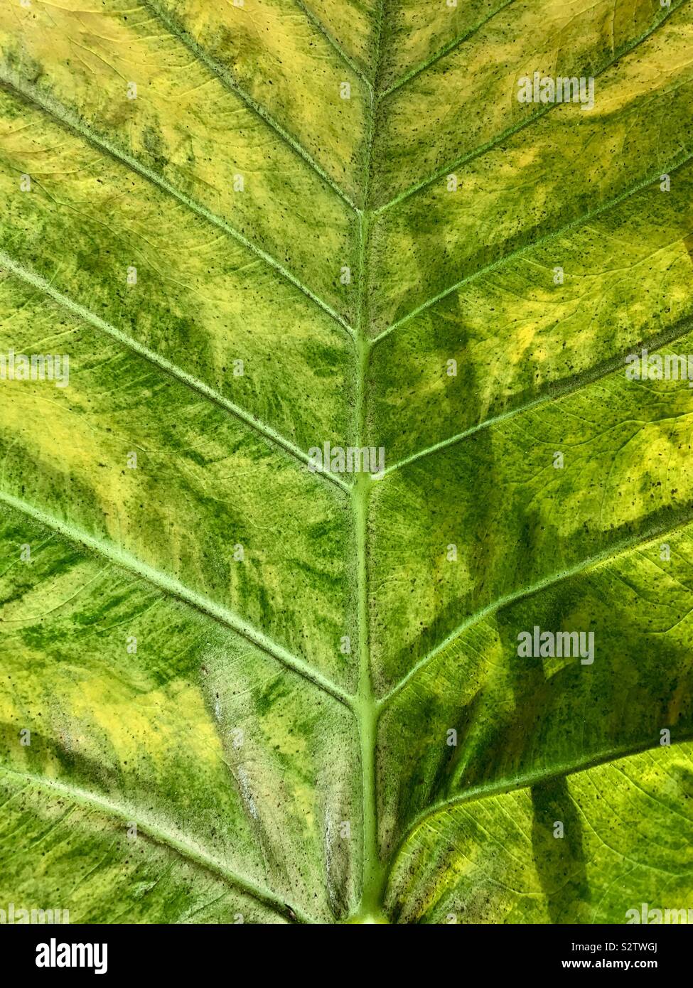 Abstract of a large leaf with details and textures Stock Photo - Alamy