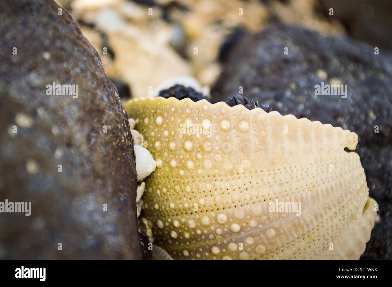 Dead shell between rocks Stock Photo - Alamy