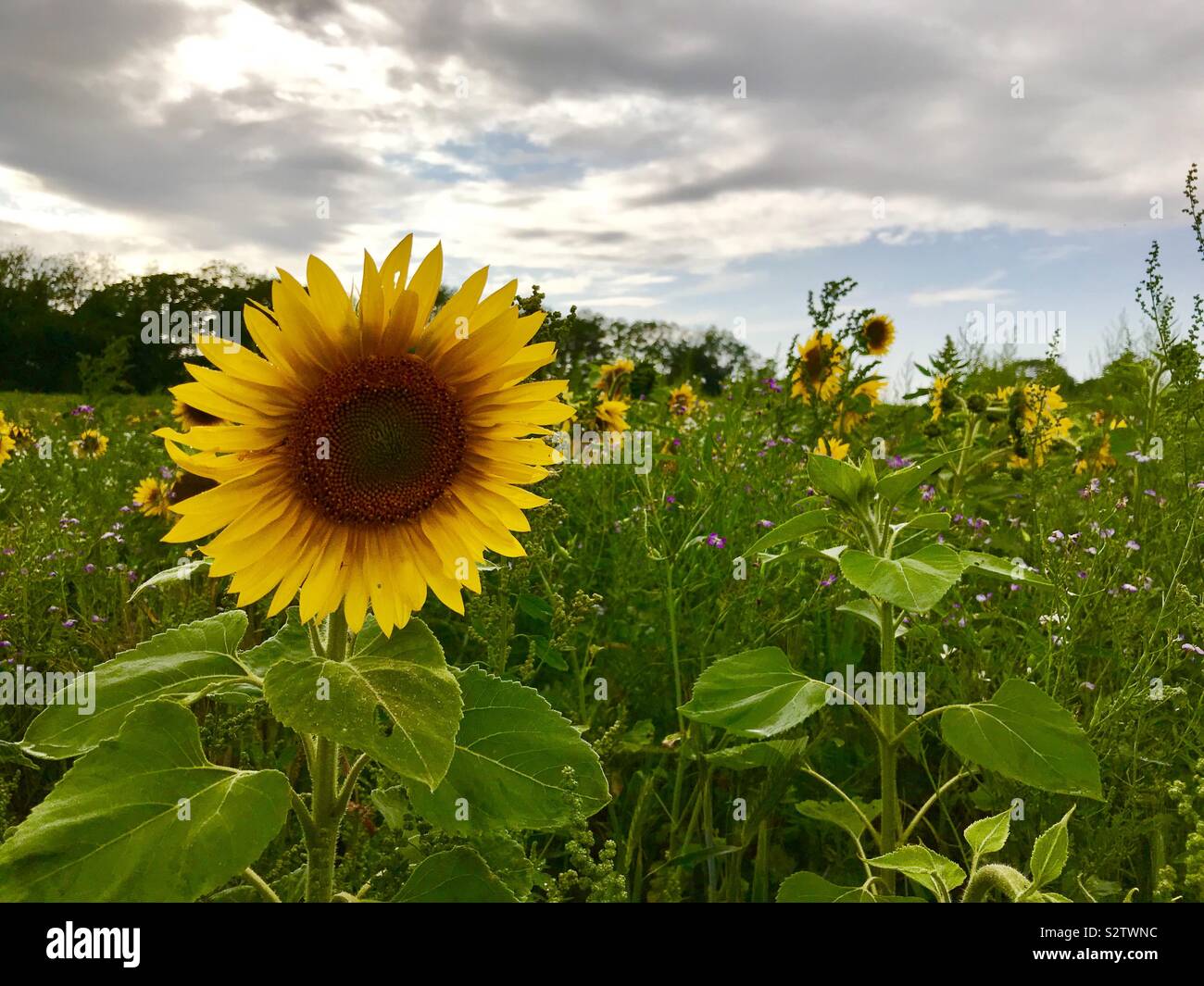 Sunflower in a storm Stock Photo - Alamy