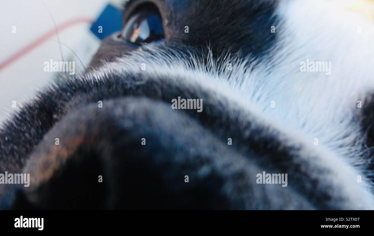 Dog nose up close Stock Photo - Alamy