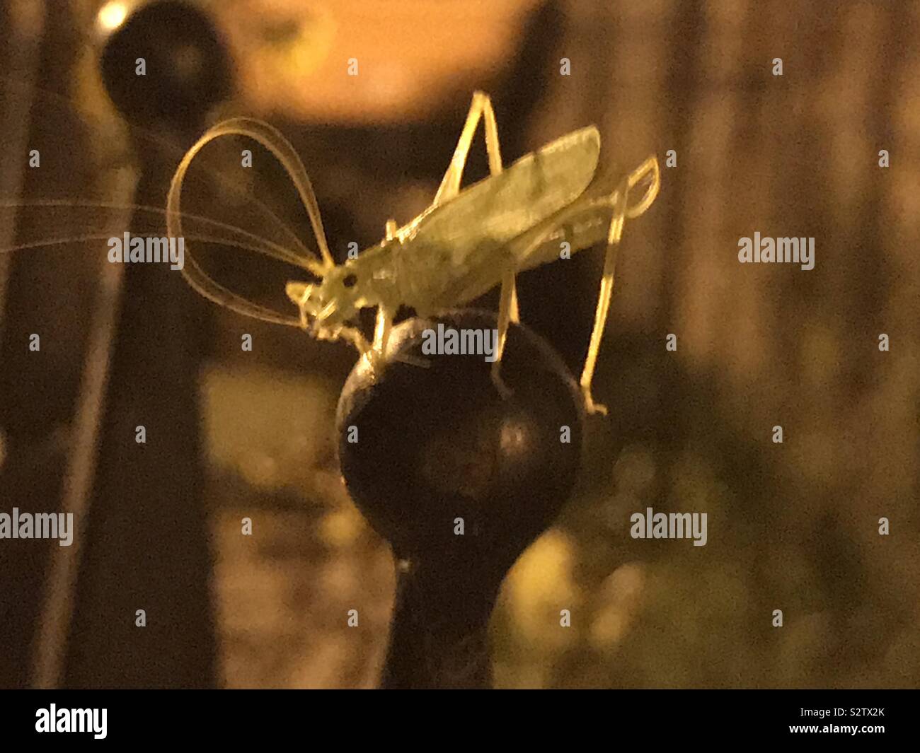 Nocturnal insects hi-res stock photography and images - Alamy