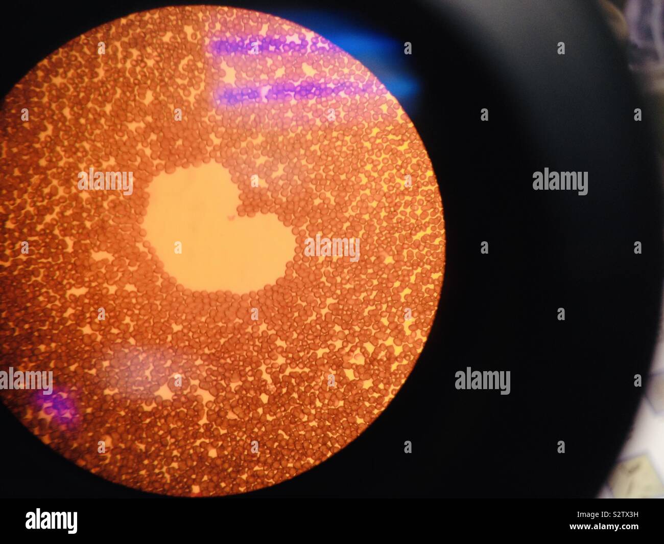 Microscope heart made of cells Stock Photo - Alamy