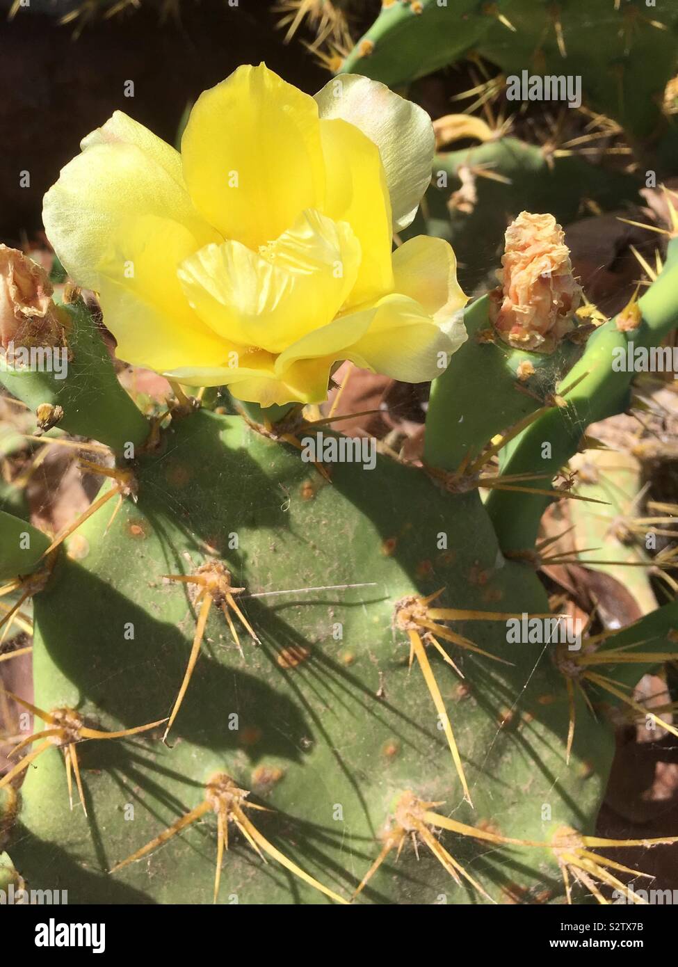 Yellow cactus hi-res stock photography and images - Alamy