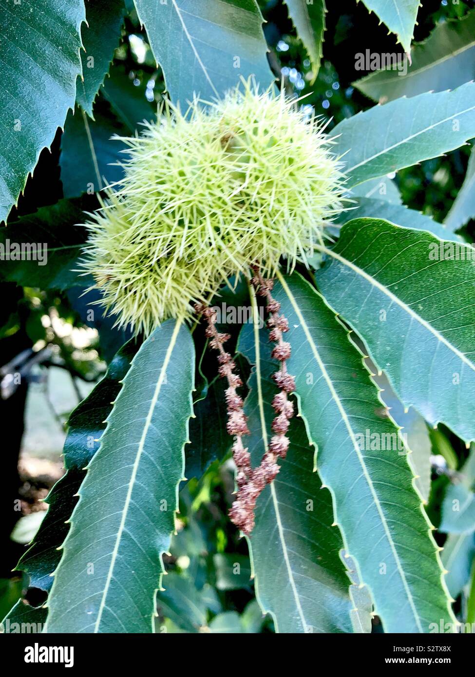 Chestnuts growing on a tree in Germany Stock Photo - Alamy