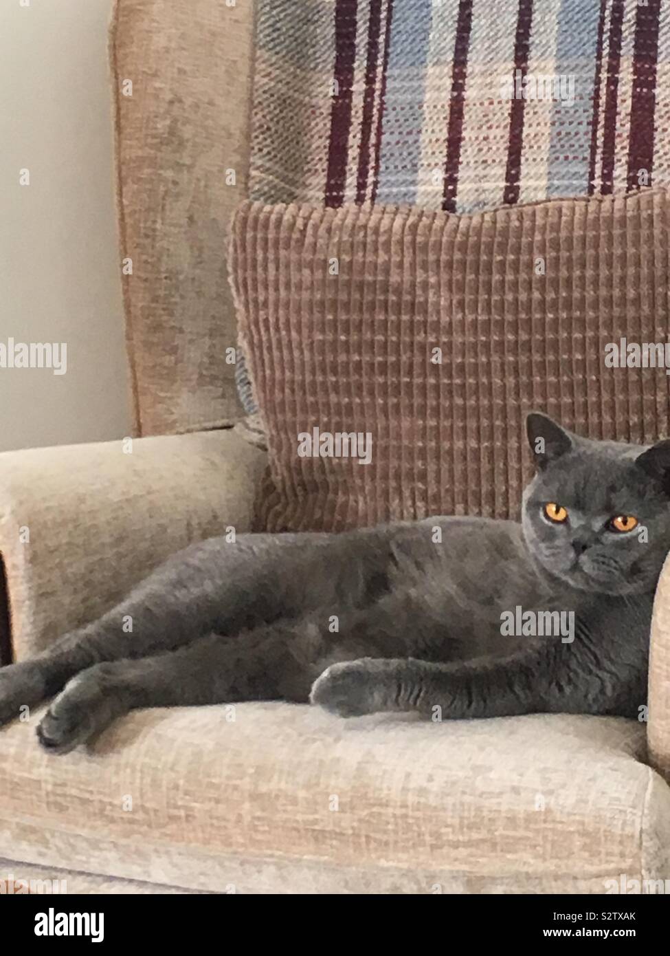 Slob cat thinks he’s king Stock Photo - Alamy