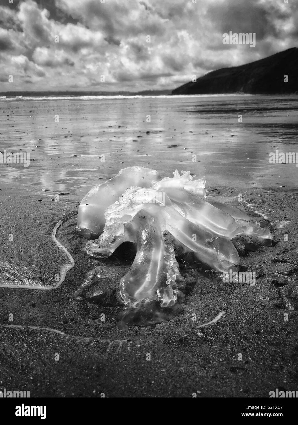 Jellyfish stranded on a Welsh surf beach Stock Photo - Alamy
