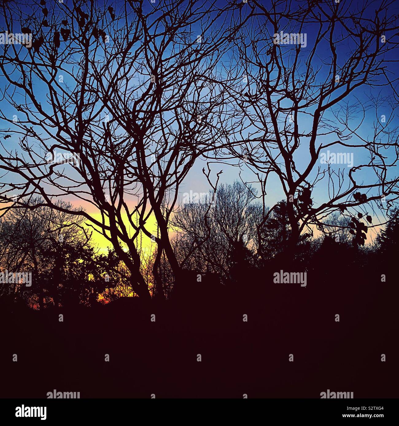 Trees and sunset Stock Photo - Alamy