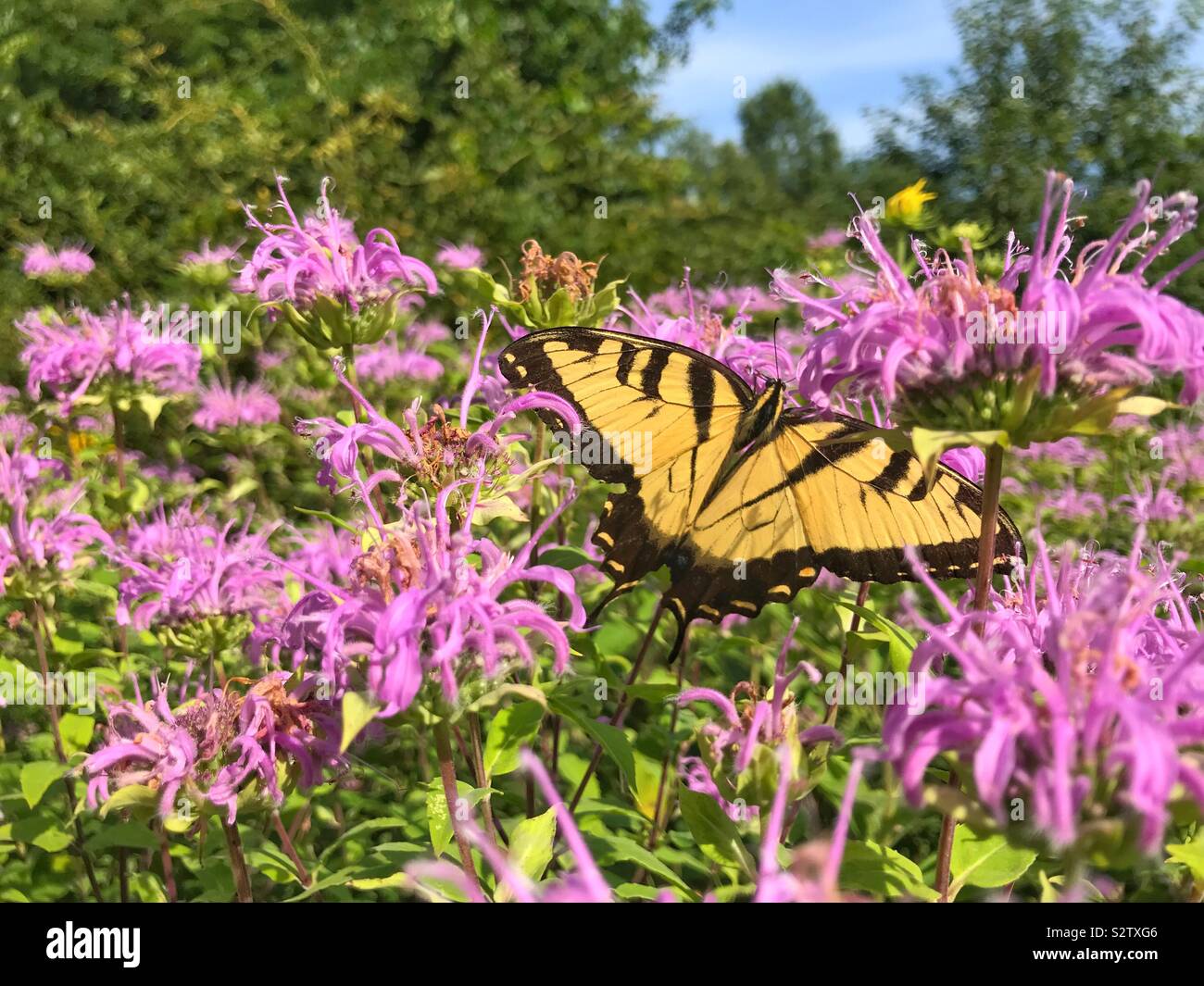 Bee butterfly flowers hi-res stock photography and images - Alamy