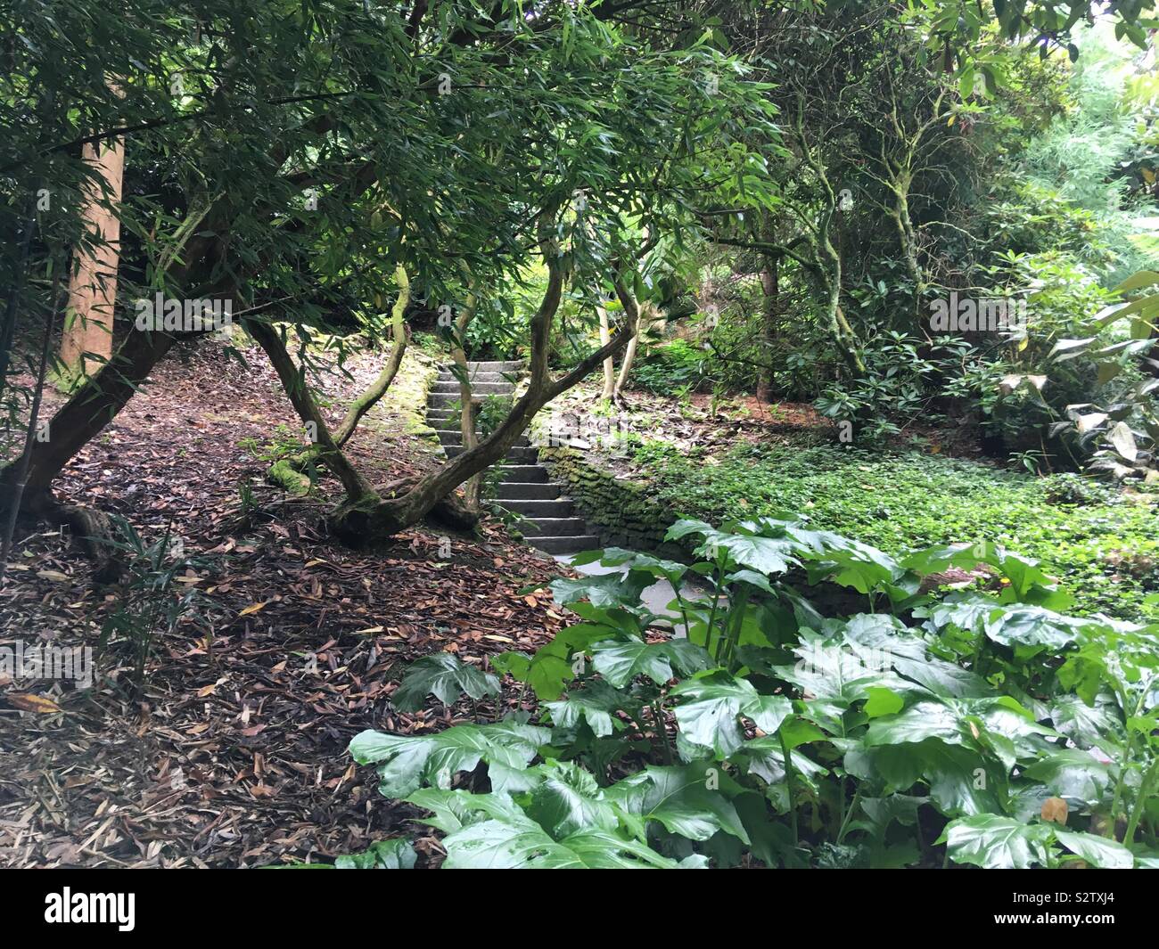 Steps and nature trees Stock Photo - Alamy