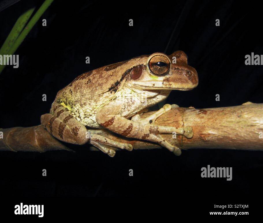 Frog capture hi-res stock photography and images - Alamy
