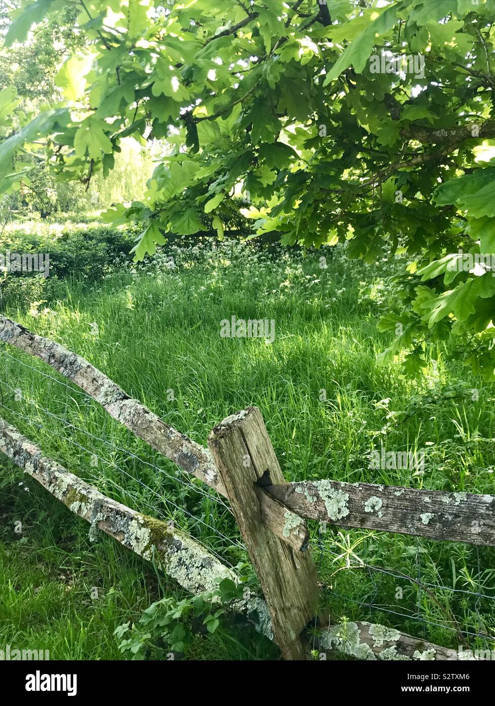 Fence around tree hi-res stock photography and images - Alamy