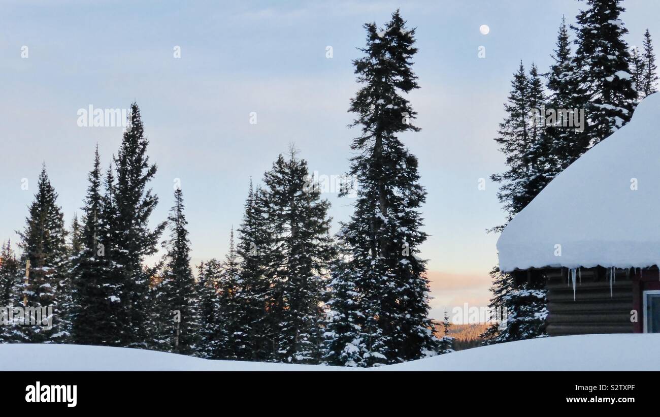 Snowy moonlight landscape with a cabin and large pine trees Stock Photo ...