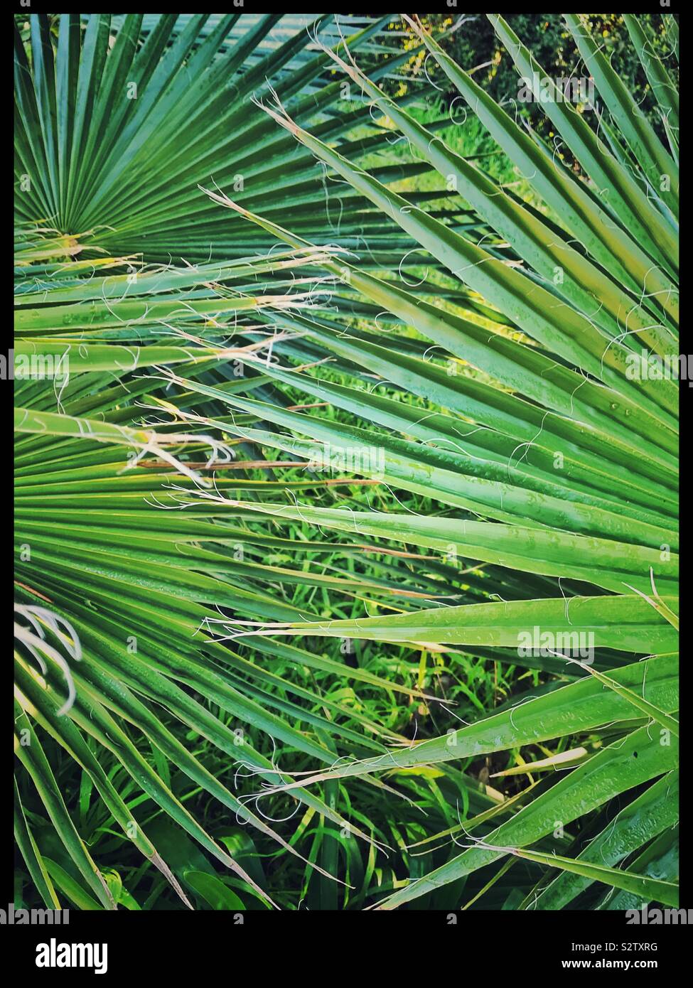 Variety of ferns hi-res stock photography and images - Alamy