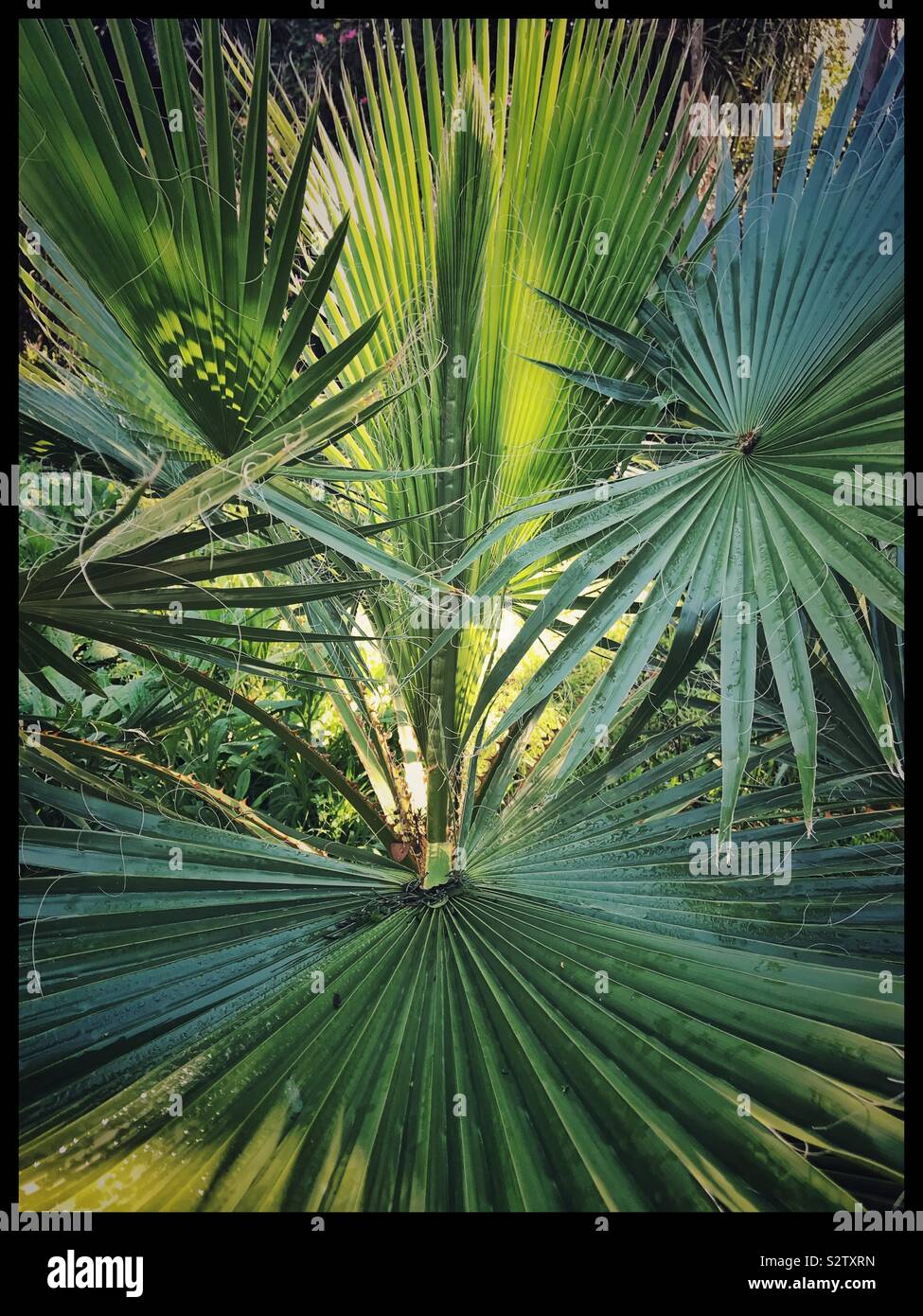 Plants With Spiky Leaves High Resolution Stock Photography and Images ...