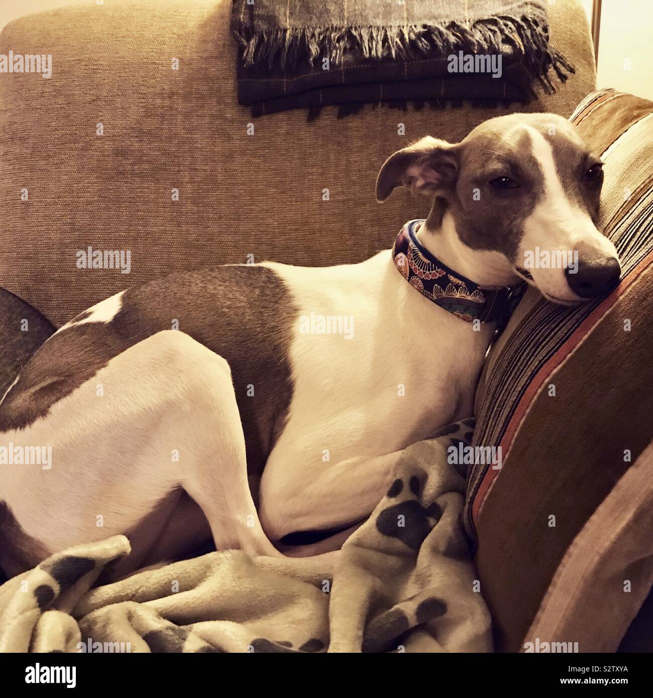 Pedigree Whippet High Resolution Stock Photography and Images - Alamy