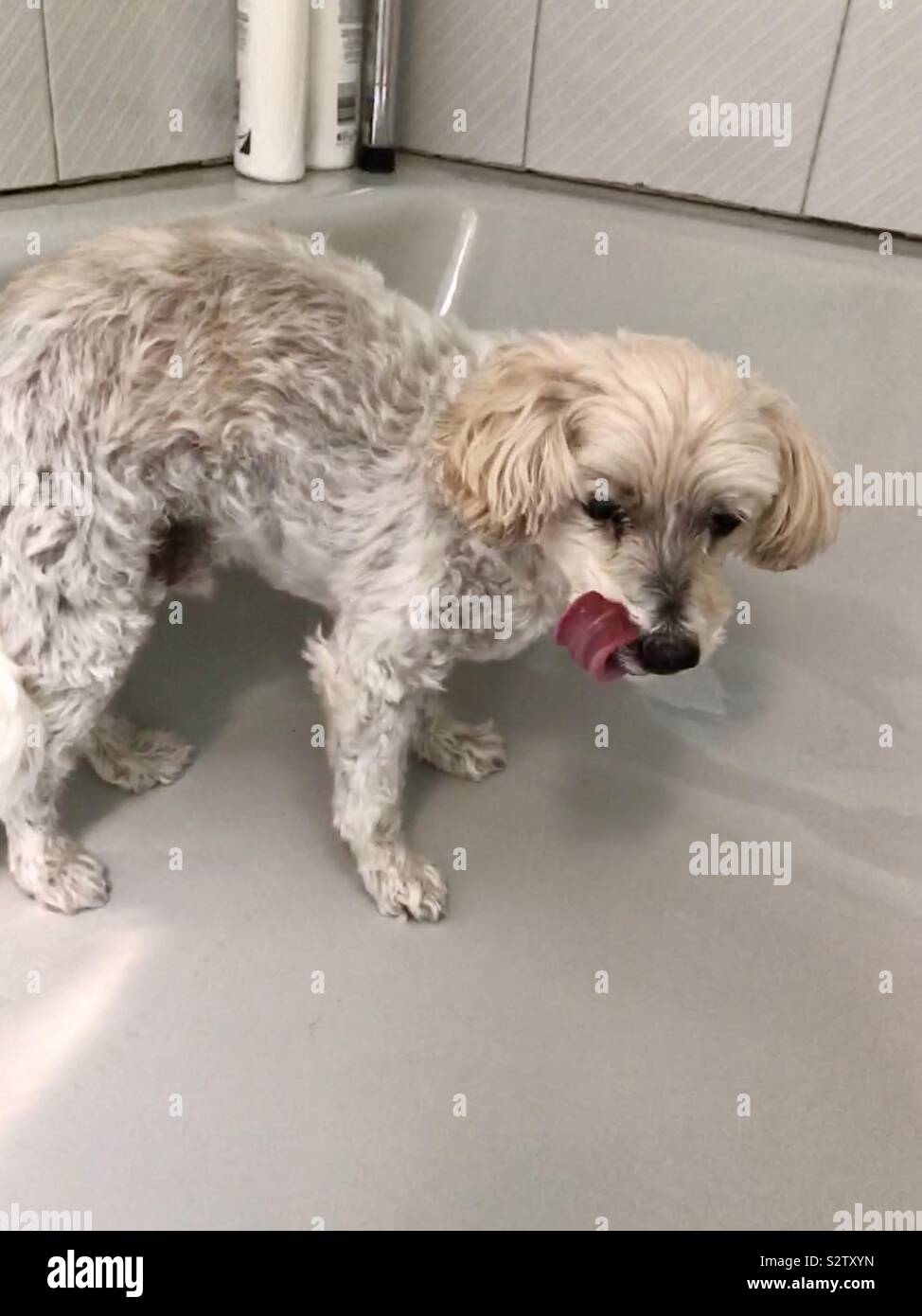 Whipping out hi-res stock photography and images - Alamy