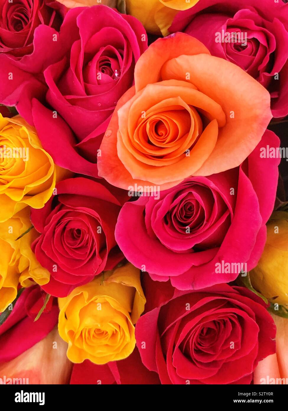 Orange and pink roses hi-res stock photography and images - Alamy