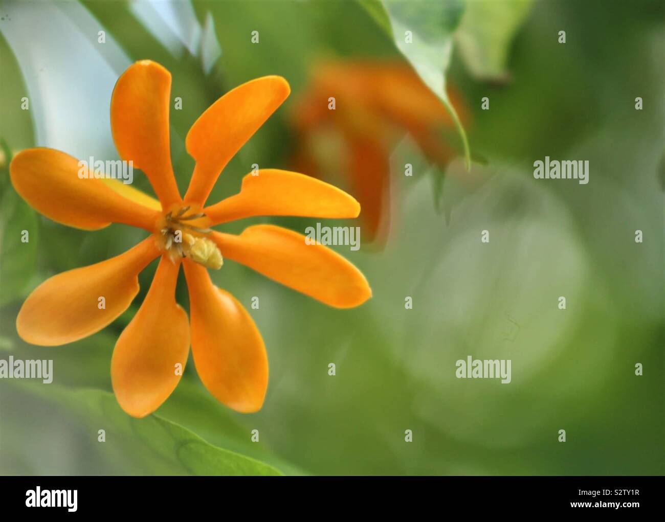 What looks more tropical than a delicate orange flower against a ...