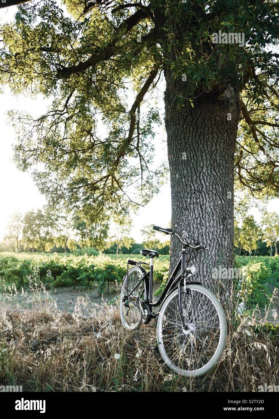 The bike tree hi-res stock photography and images - Alamy