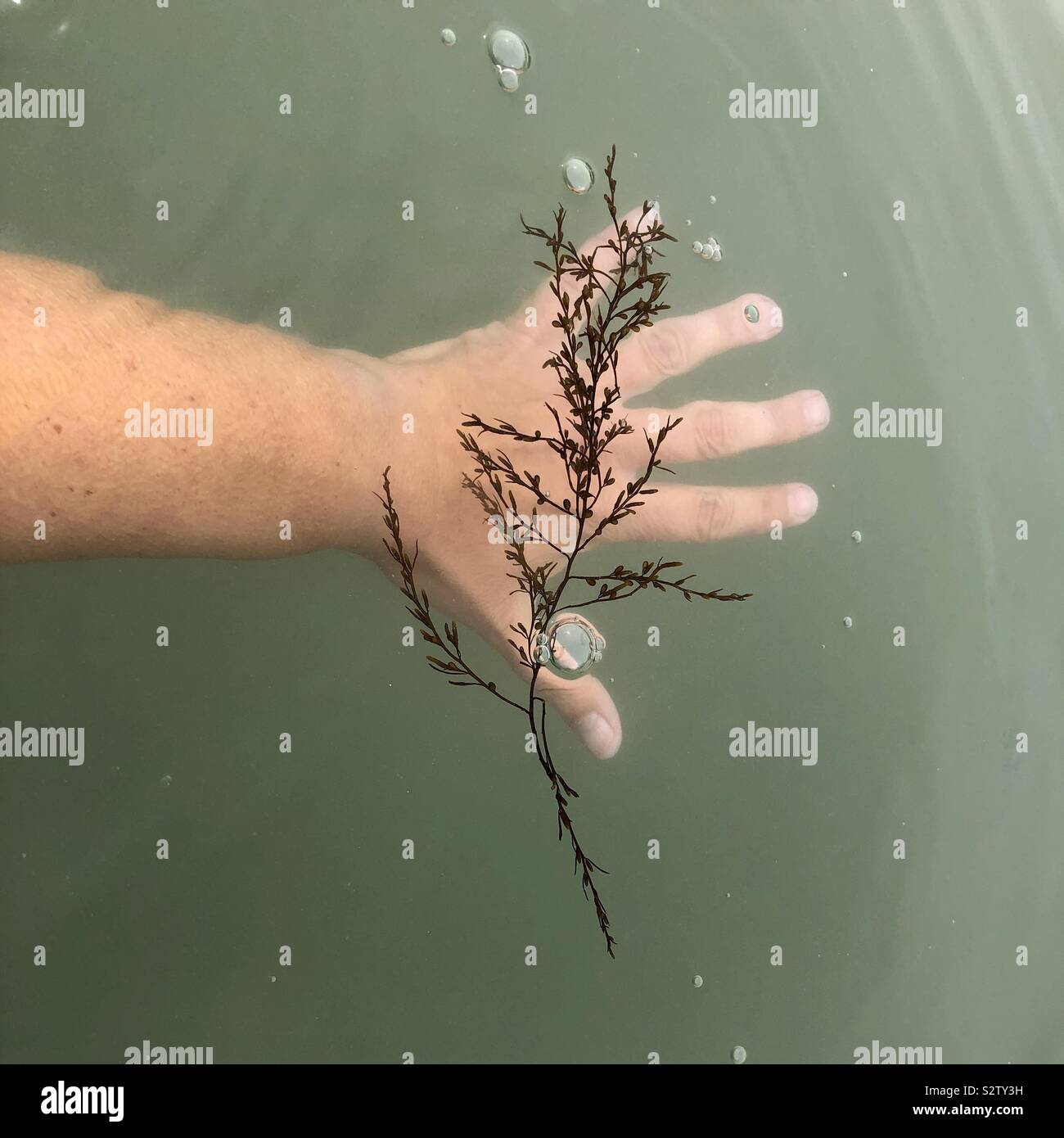 Hand with floating seaweed Stock Photo - Alamy