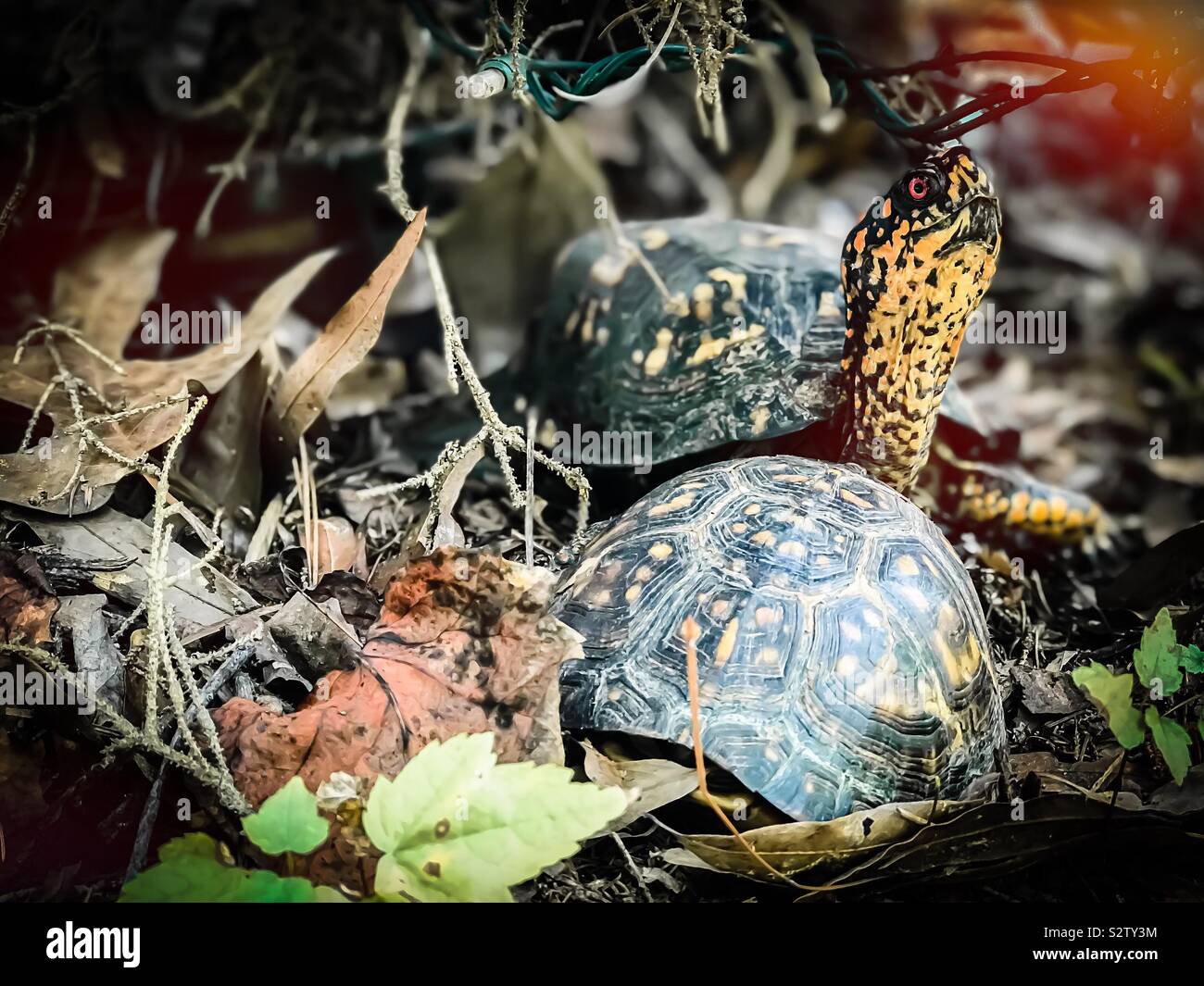 Sniff sniff hi-res stock photography and images - Alamy