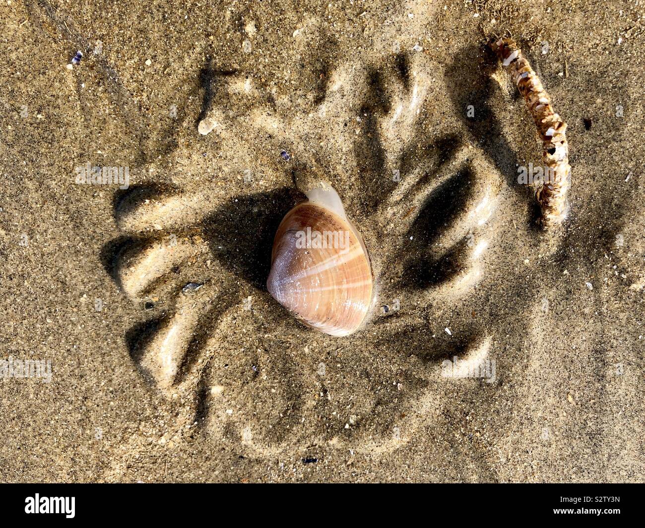 Clam patterns in the sand Stock Photo - Alamy