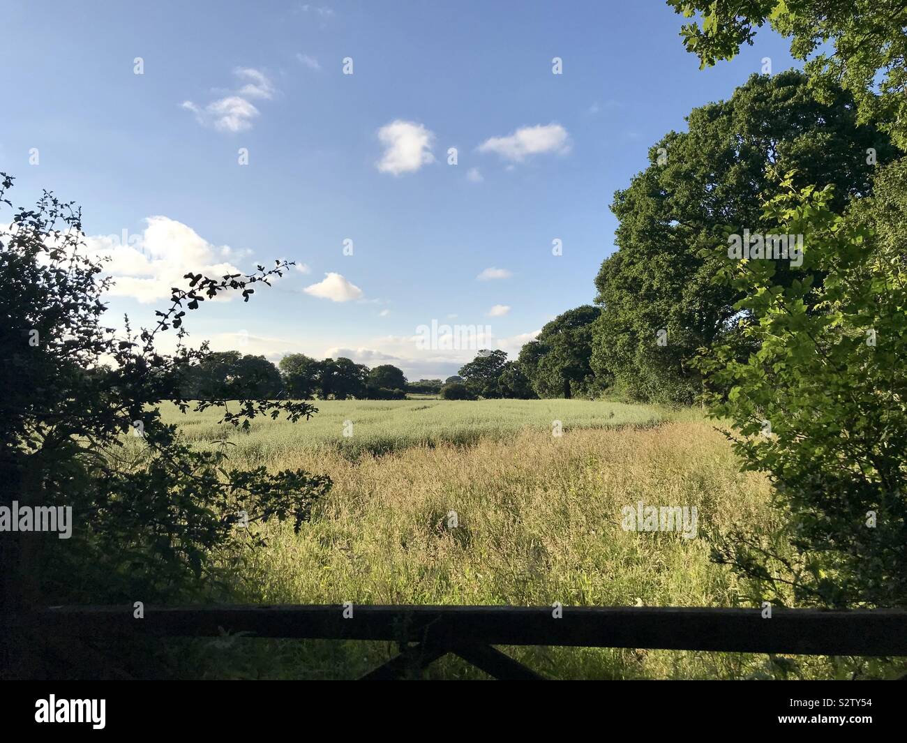 English countryside, meadow Stock Photo - Alamy