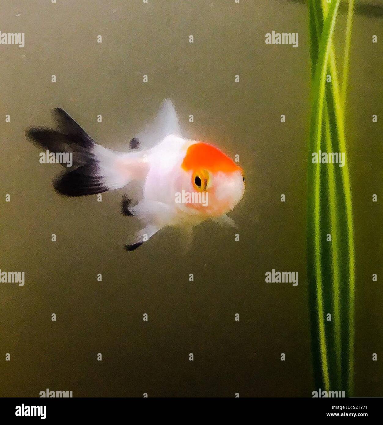 Fantail fish hi-res stock photography and images - Alamy