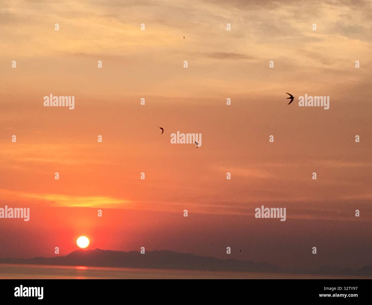 Birds of greece hi-res stock photography and images - Alamy