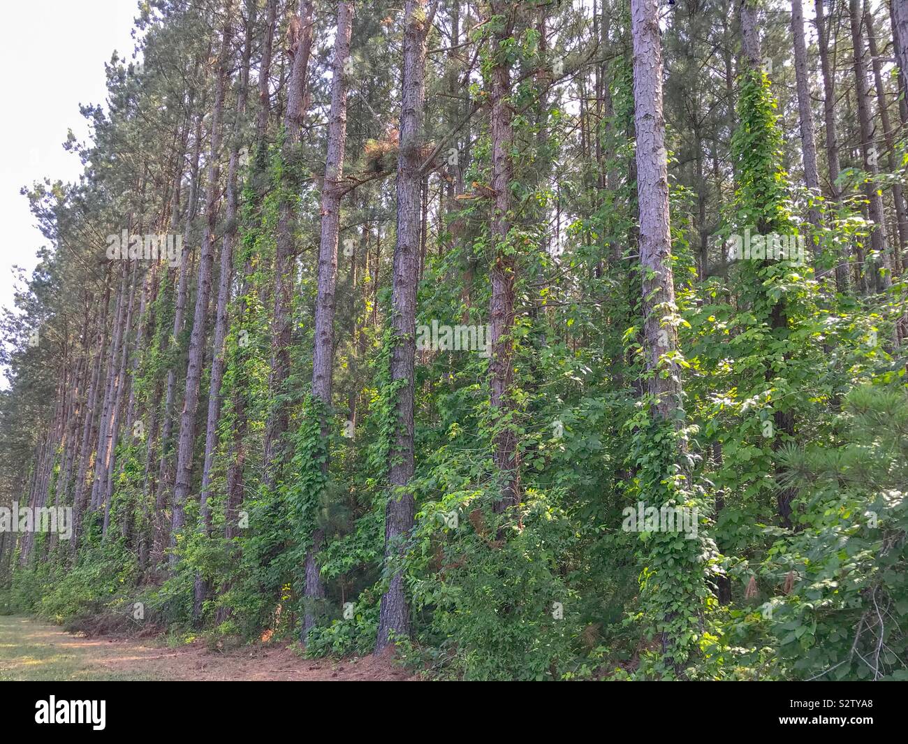Wall of trees resembles fortress Stock Photo - Alamy