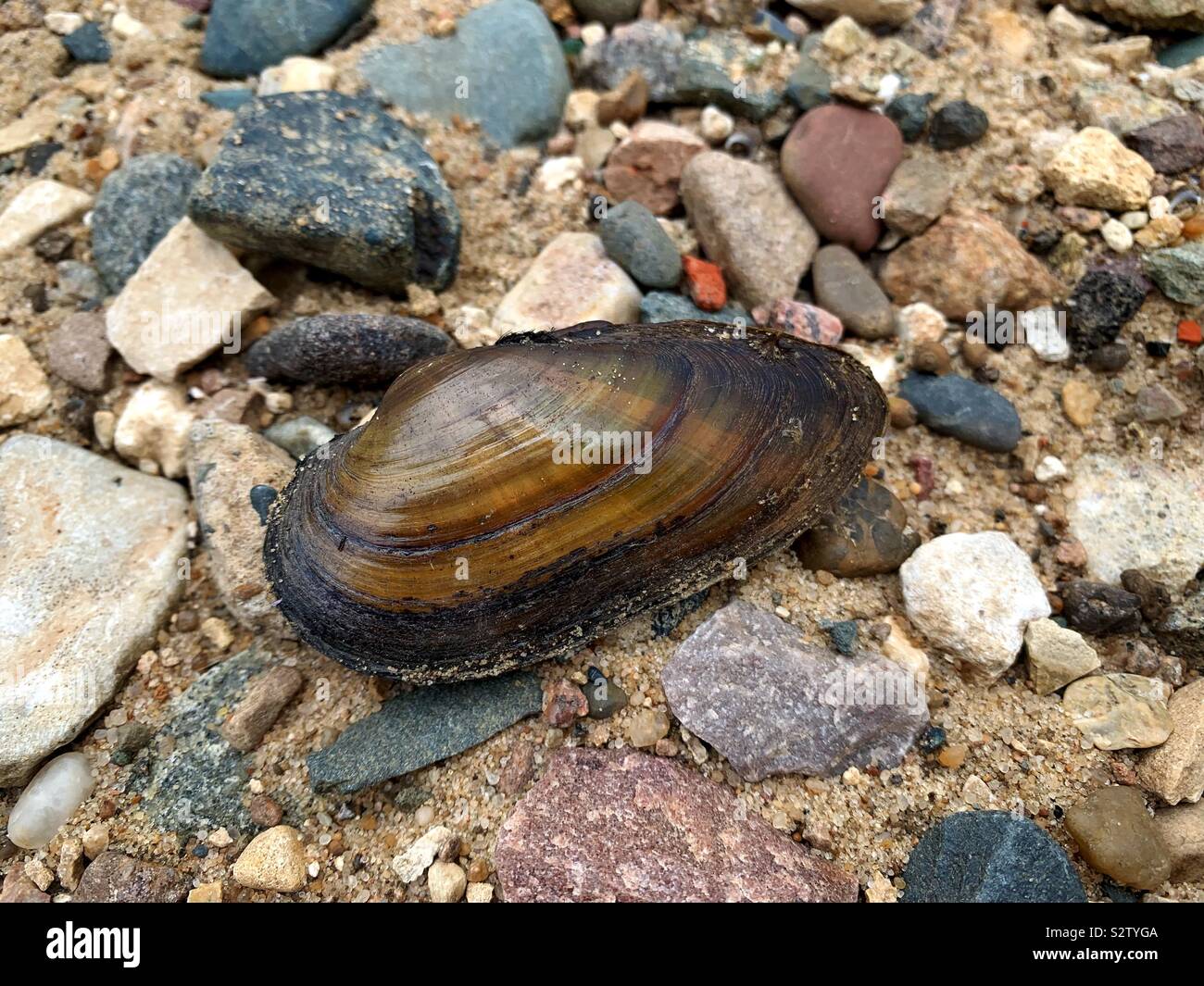 Mussel shell lying on a pebble beach Stock Photo - Alamy