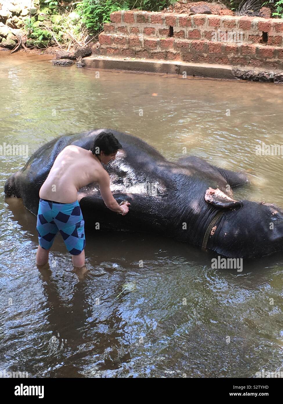 Washing elephant in goa hi-res stock photography and images - Alamy