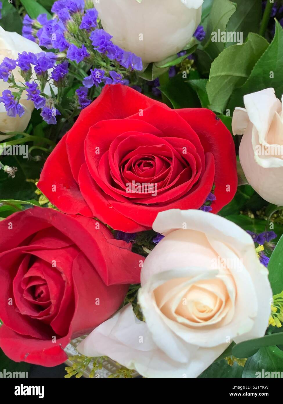Bouquet of red and white roses hi-res stock photography and images - Alamy