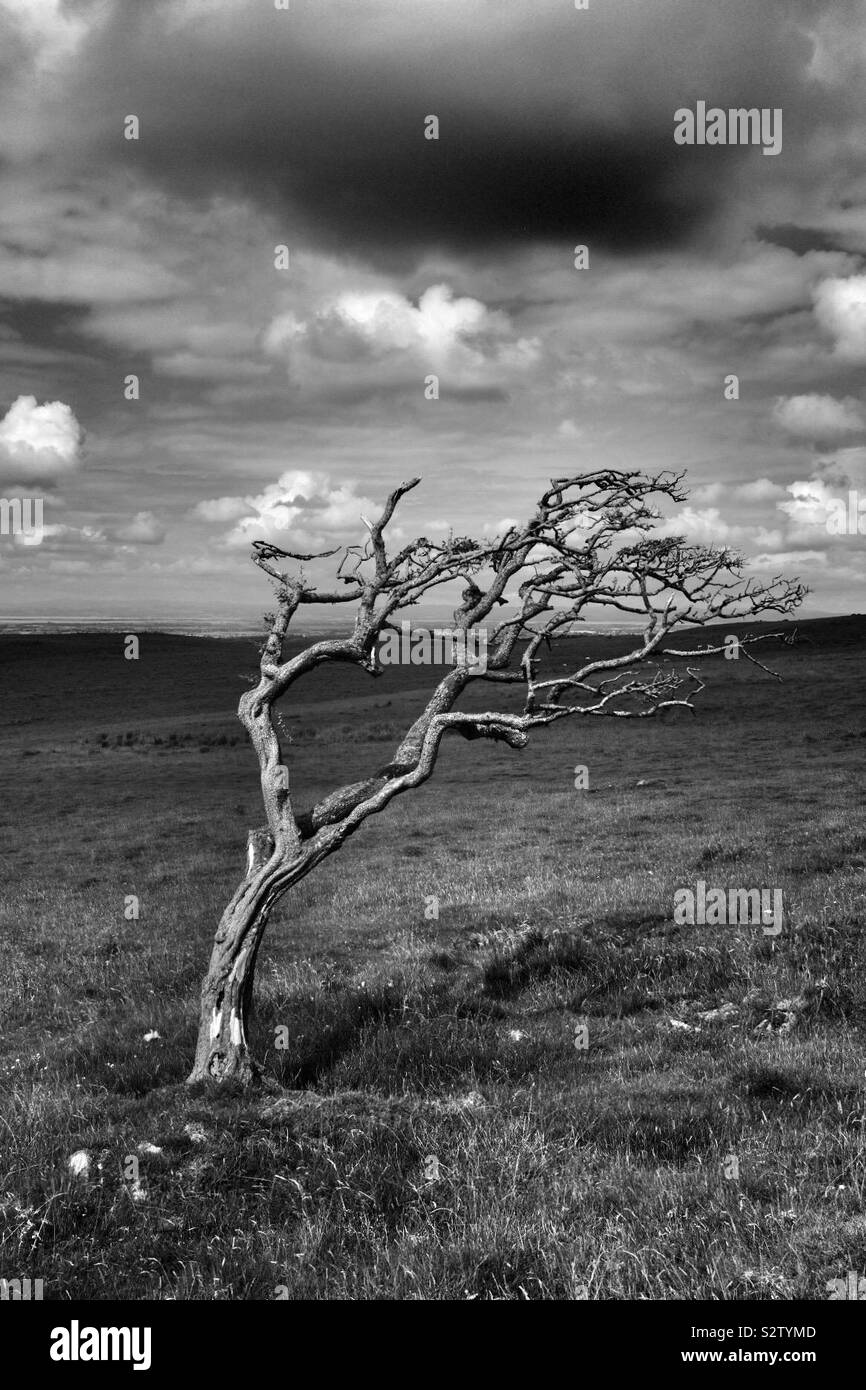 Windswept Tree Monochrome Stock Photo - Alamy