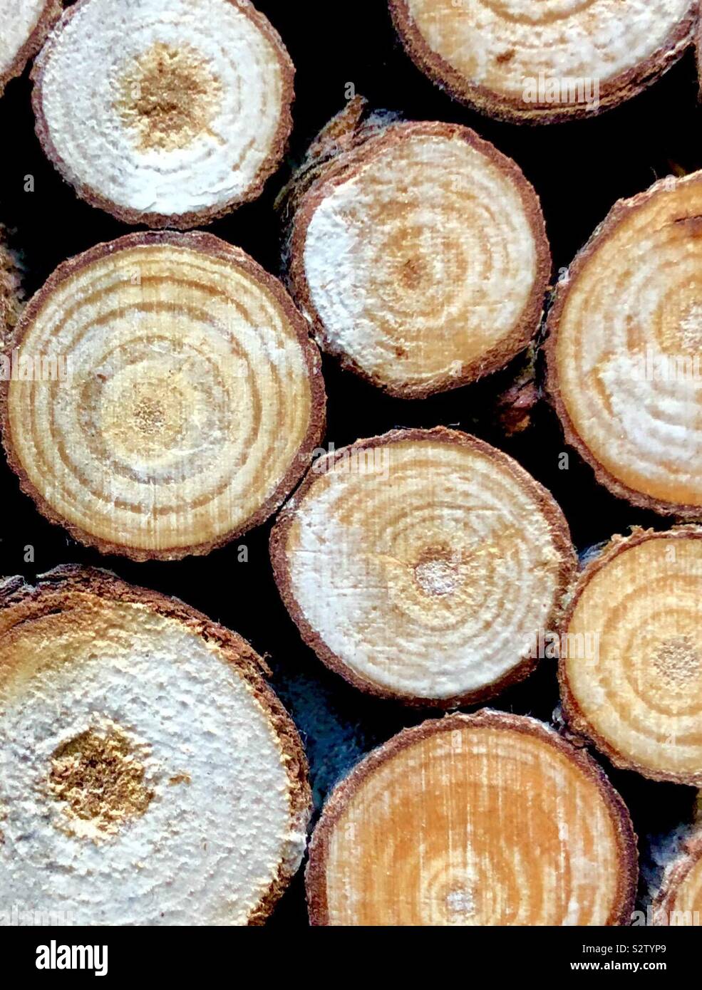 Bark ring hi-res stock photography and images - Alamy