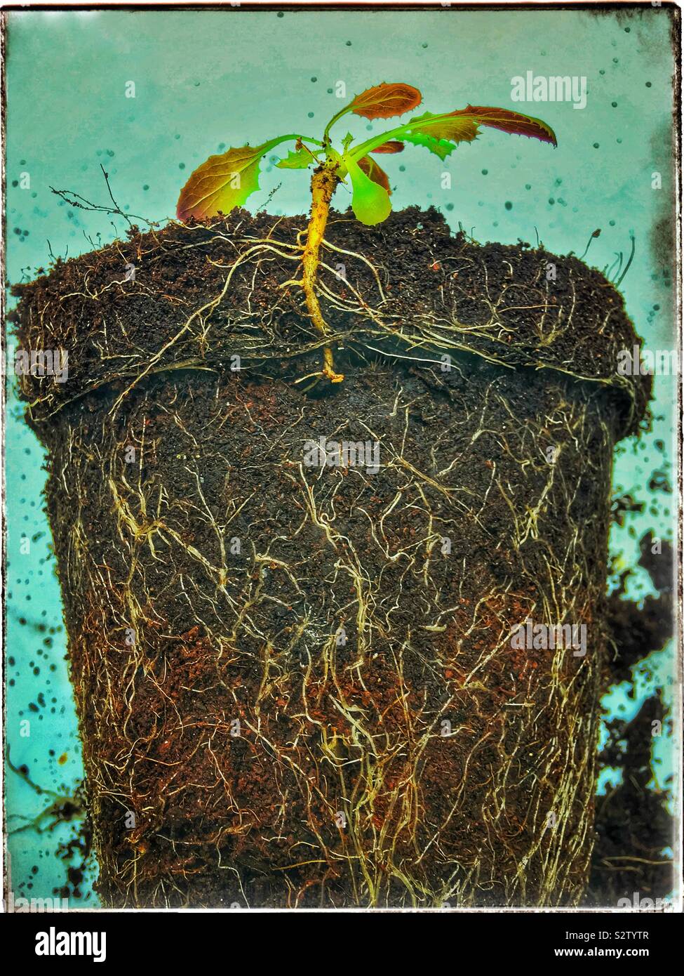 Plant shoot and roots on exposed pot plant Stock Photo - Alamy