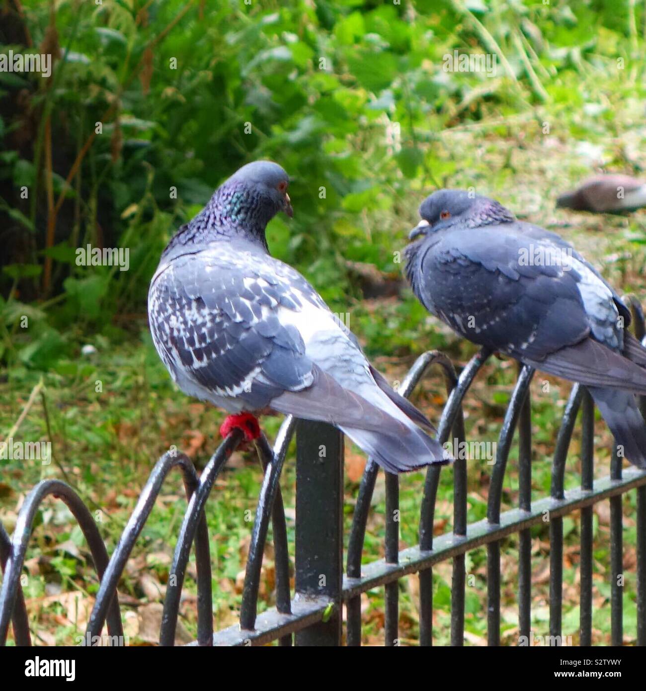 British pigeons having a chat Stock Photo - Alamy