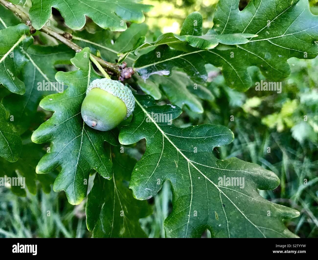 Acorn Seed High Resolution Stock Photography and Images - Alamy
