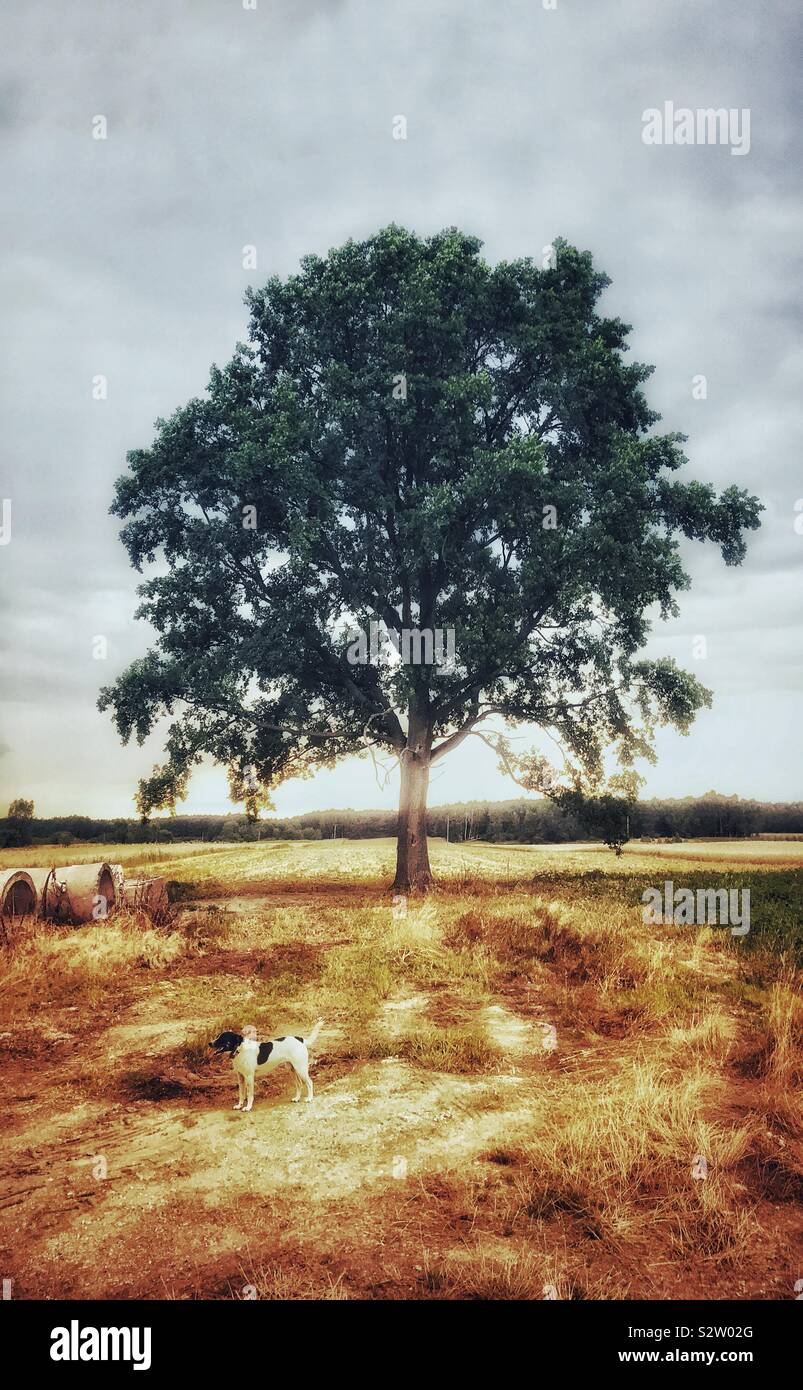 Dog and tree hi-res stock photography and images - Alamy