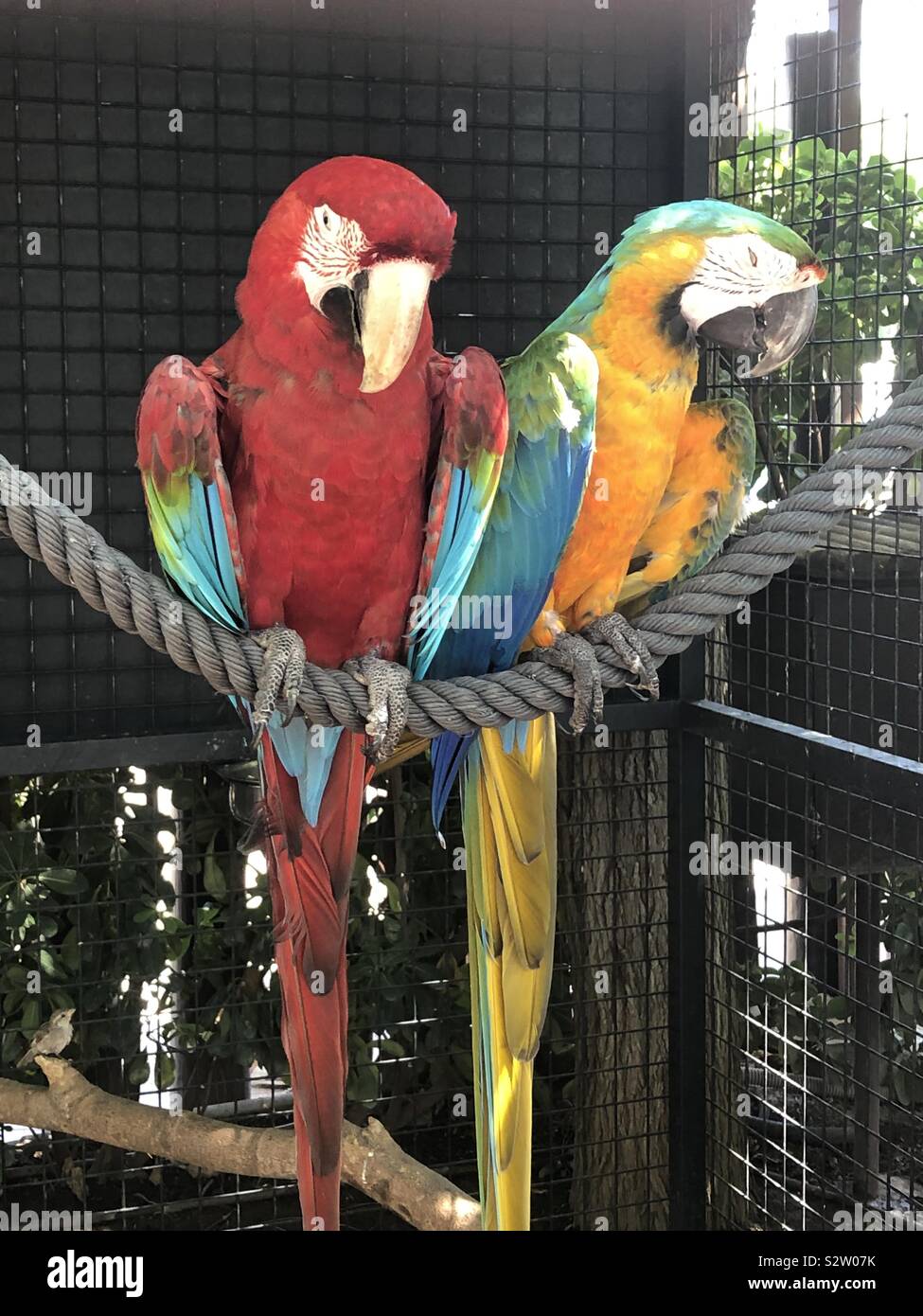 Two Parrots sitting together on rope Stock Photo - Alamy