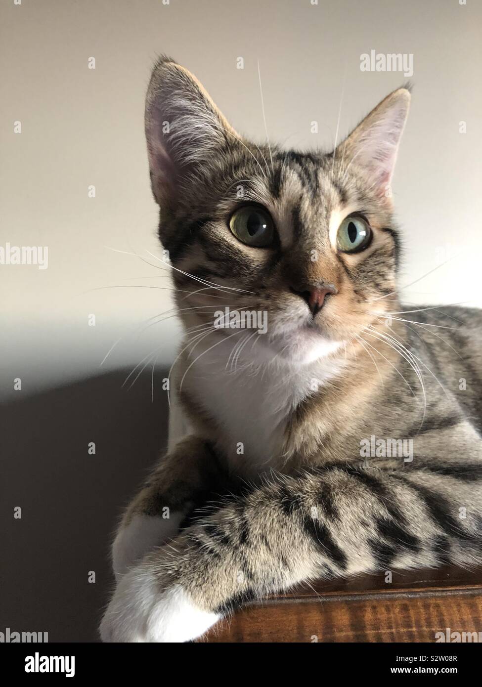 Cat poised hi-res stock photography and images - Alamy