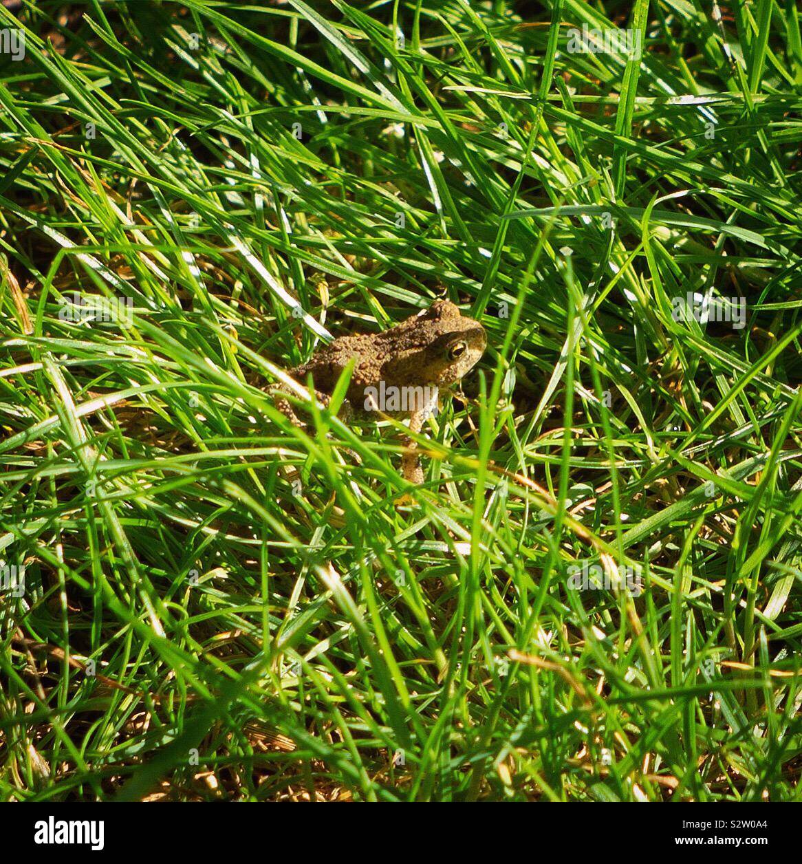 Toadlet hi-res stock photography and images - Alamy
