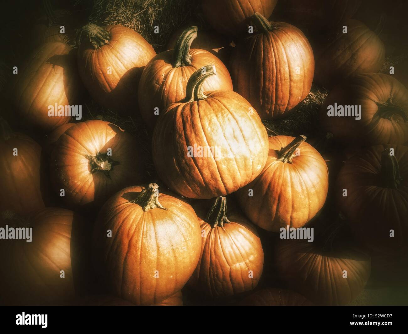 Pile of pumpkins hi-res stock photography and images - Alamy